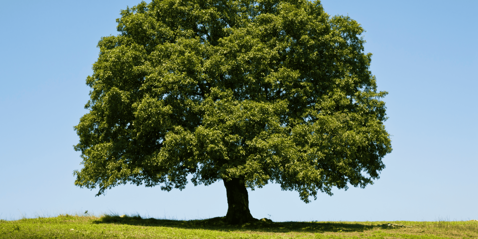 Beneath the Oak: Tales from the Third Tee – Beaufort Golf Club